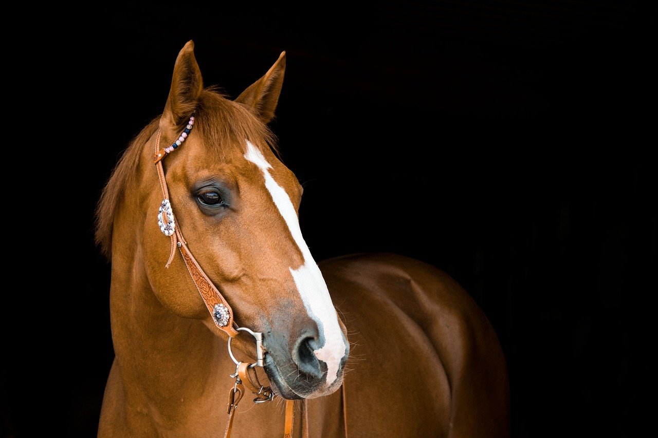 A quoi sert un mors de cheval