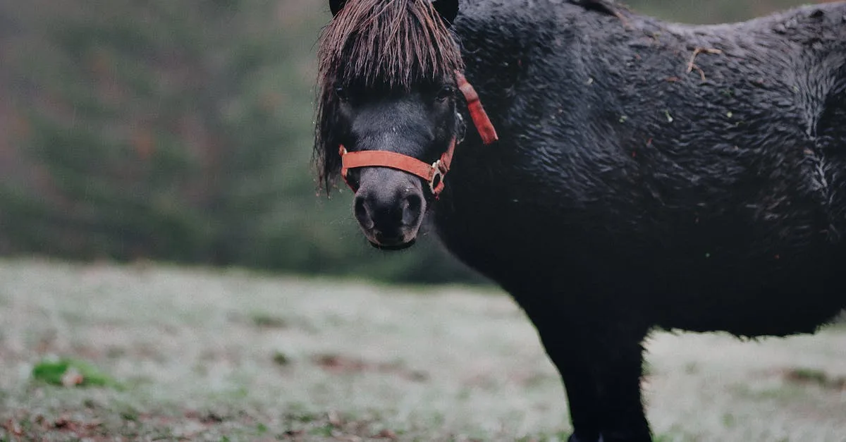 Cheval de trait noir : les races les plus puissantes et élégantes. - Le ...