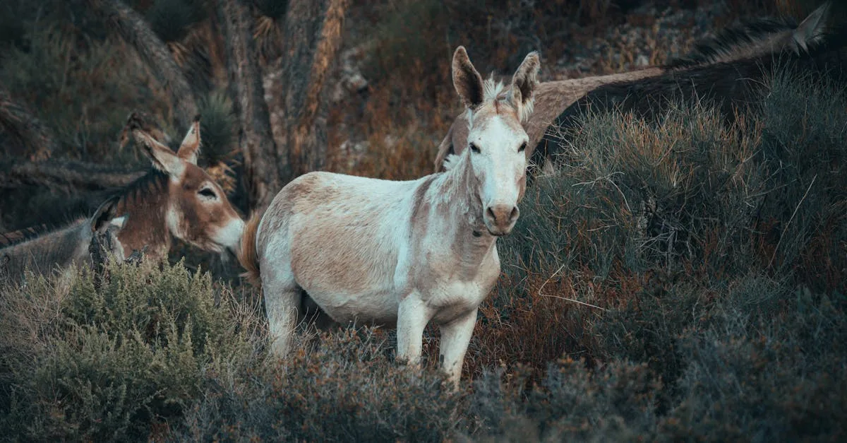 Croisement âne cheval : Quel animal obtient-on ? - Le site dédié à l ...
